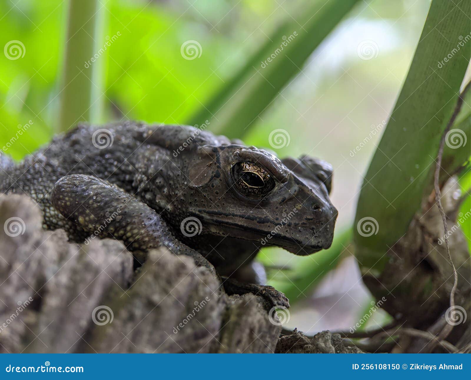 Macro of frog face texture stock photo. Image of tortoise - 256108150