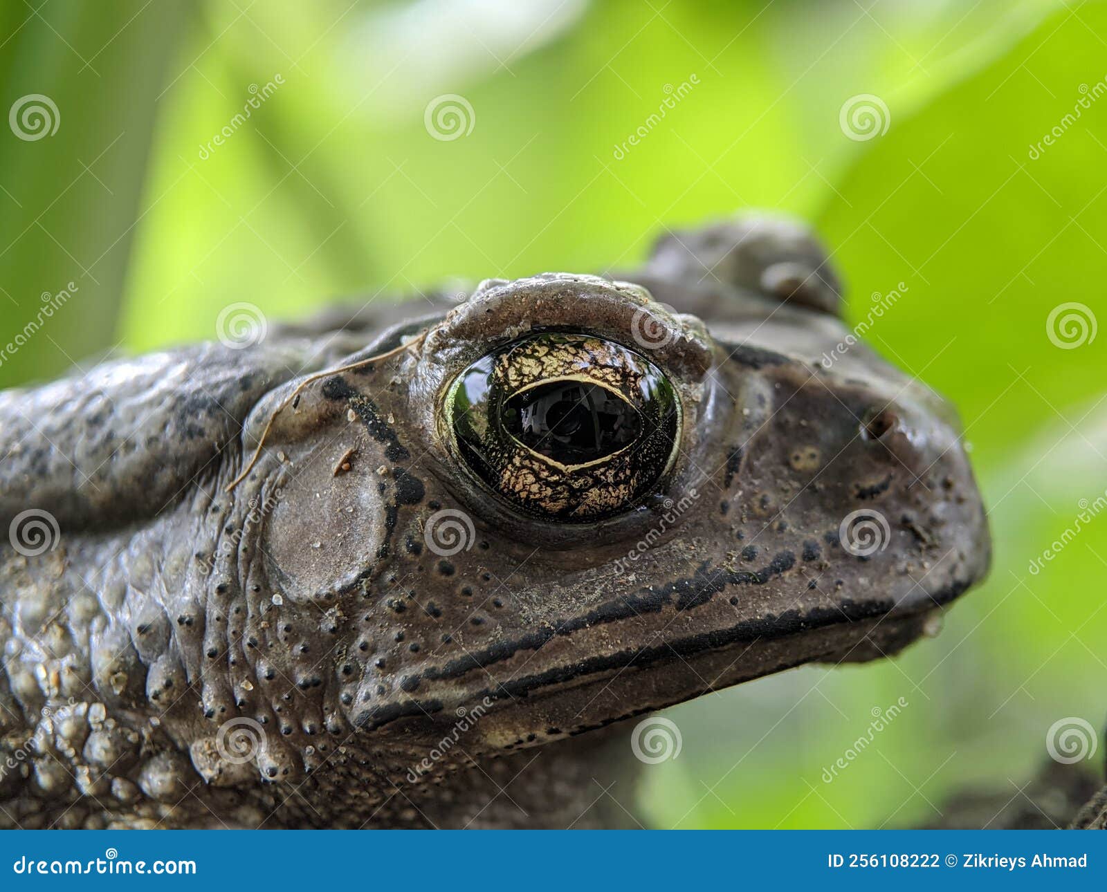 Macro of frog face texture stock photo. Image of texture - 256108222