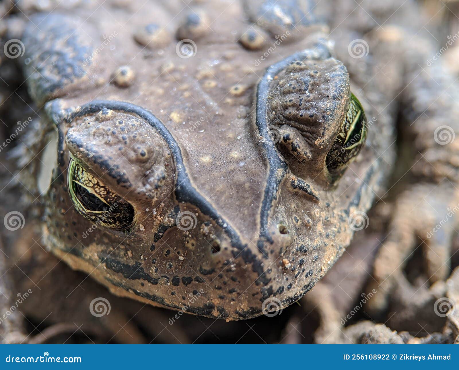 Macro of frog face texture stock photo. Image of insect - 256108922