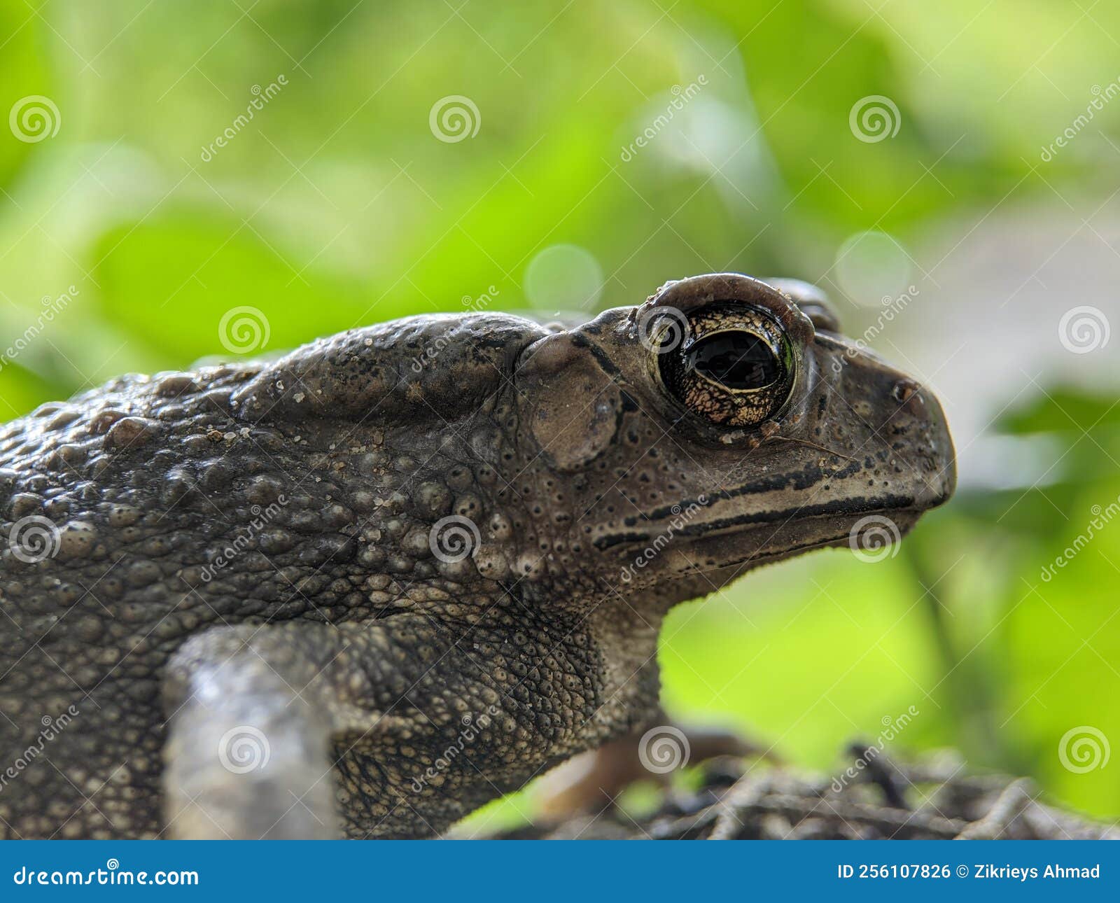 Macro of frog face texture stock photo. Image of tortoise - 256107826