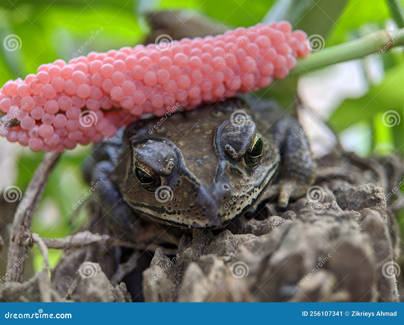 Macro of Frog Face Texture with Golden Applesnail Eggs on Frog Head ...