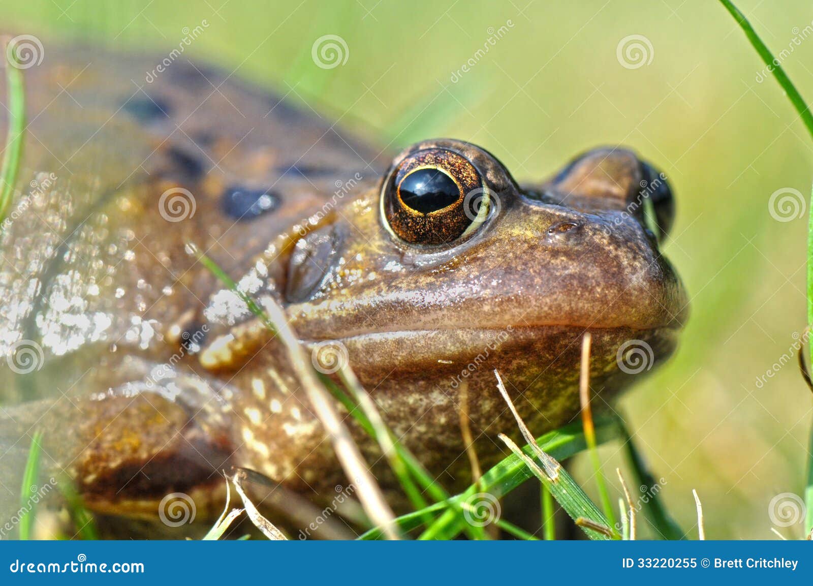 Macro frog stock image. Image of natural, detail, grass - 33220255