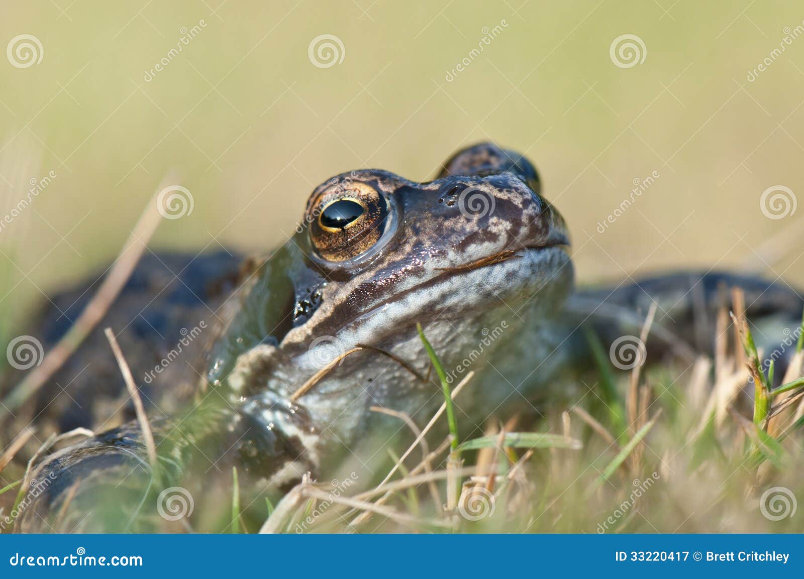 Macro frog stock image. Image of animal, nature, frog - 33220417