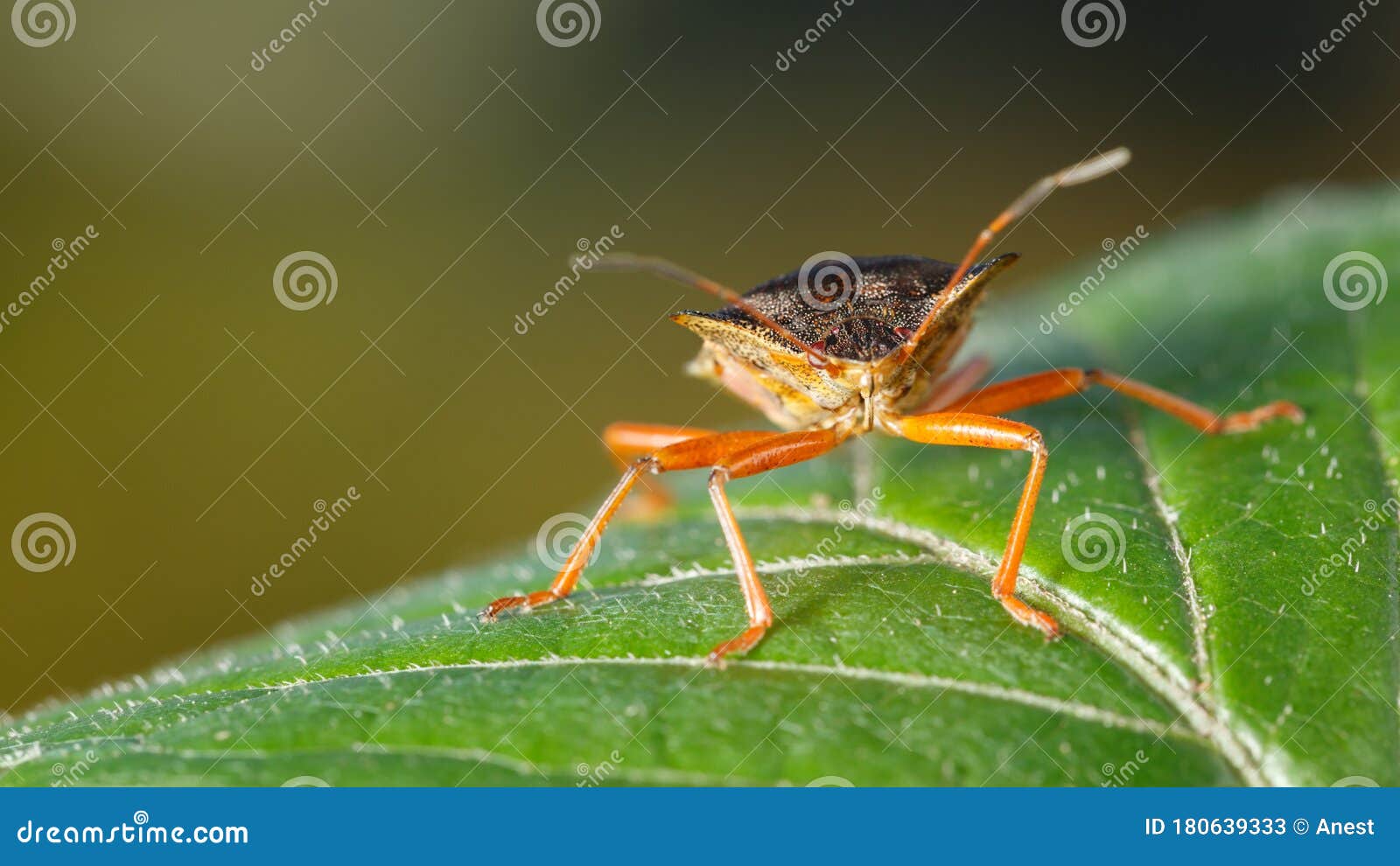 Red-legged Shieldbug on Green Leaf Stock Image - Image of pentatomidae ...