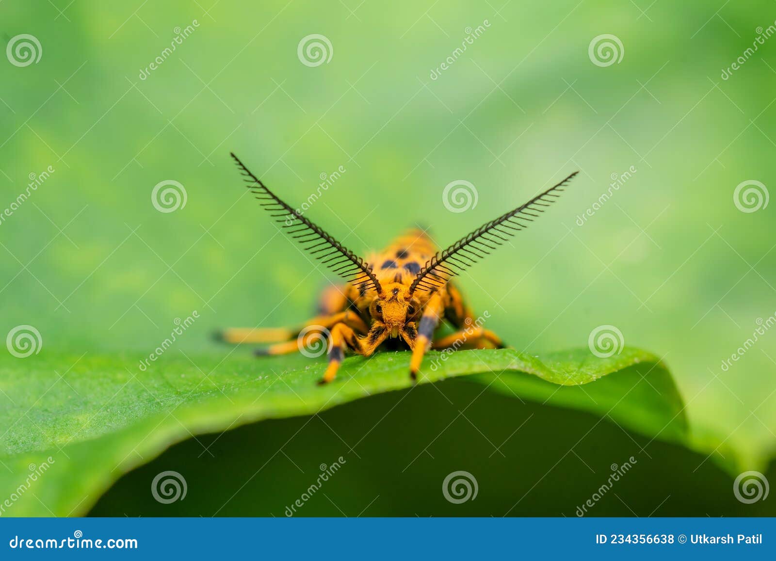 Nepita Stock Photos - Free & Royalty-Free Stock Photos from Dreamstime