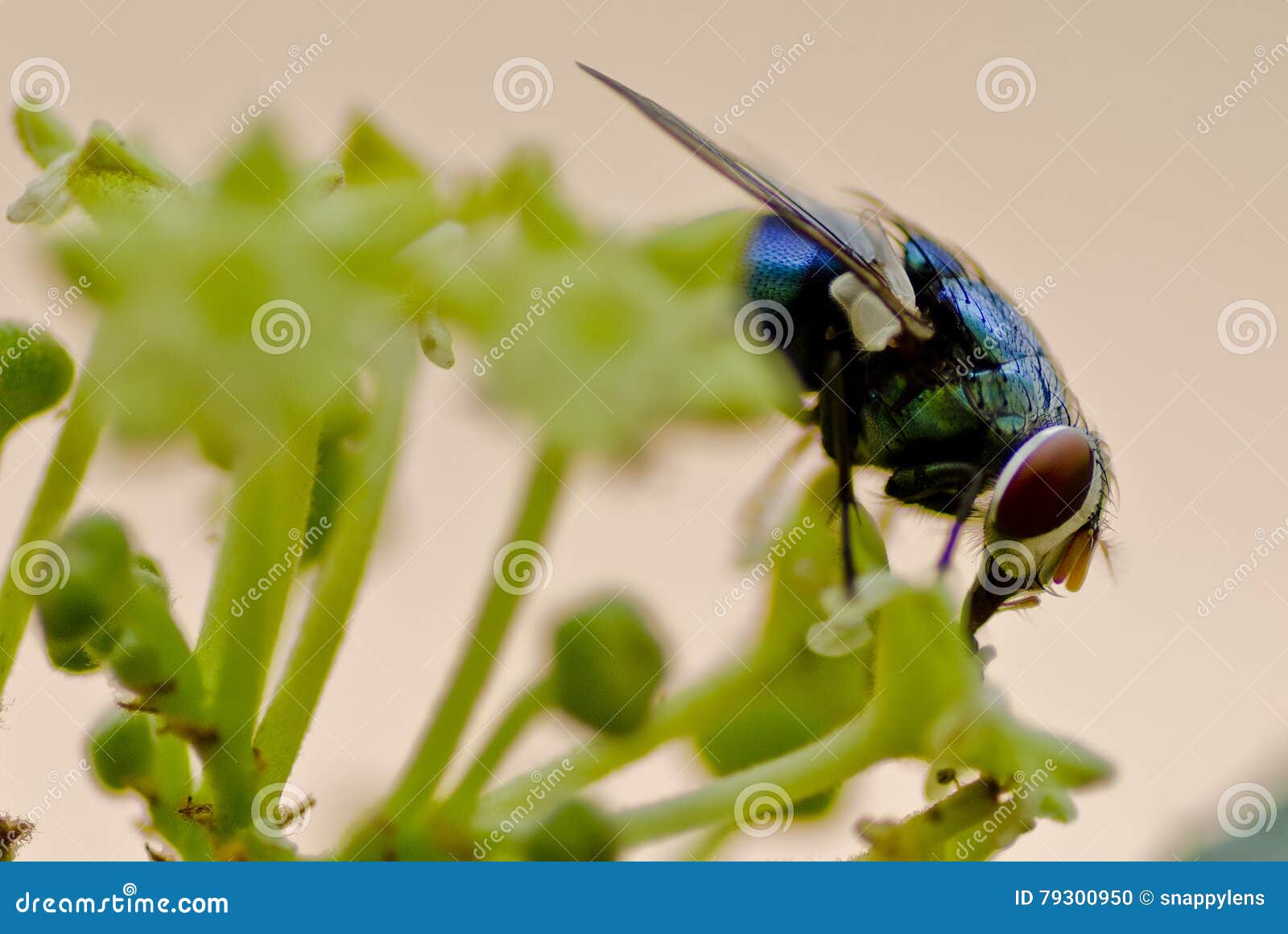 Macro of a fruit fly stock photo. Image of nature, tree - 79300950