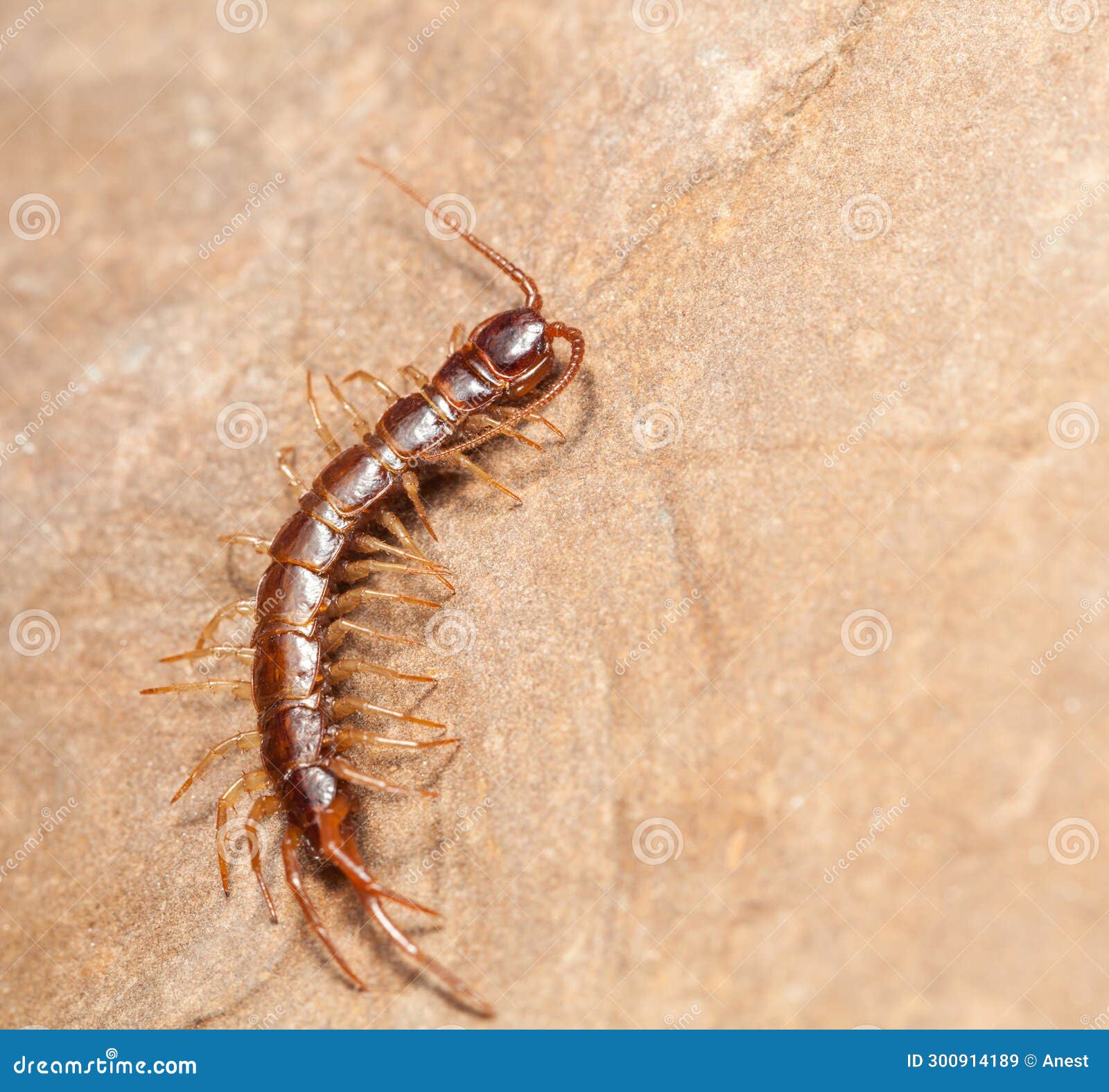 Macro Full Length of Stone Centipede Stock Image - Image of predator ...