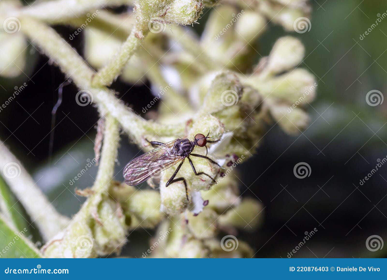 Macro of a gadfly stock image. Image of bite, horsefly - 220876403