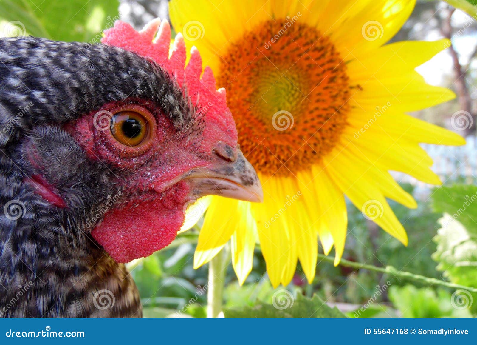 Macro gallo e girasole fotografia stock. Immagine di gallo - 55647168