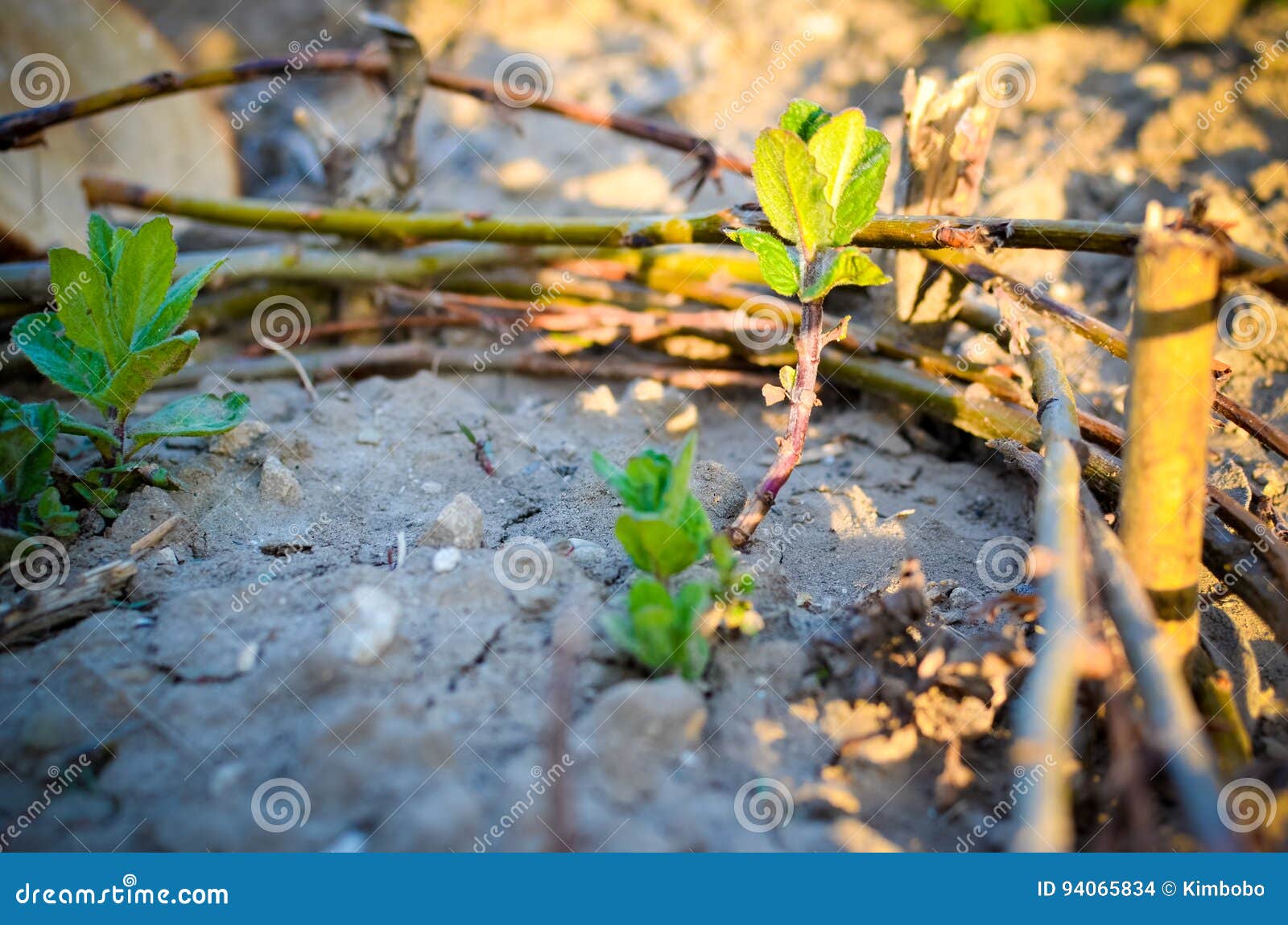 Macro of Garden Mint Sprouts on Soil at Spring Stock Photo - Image of ...