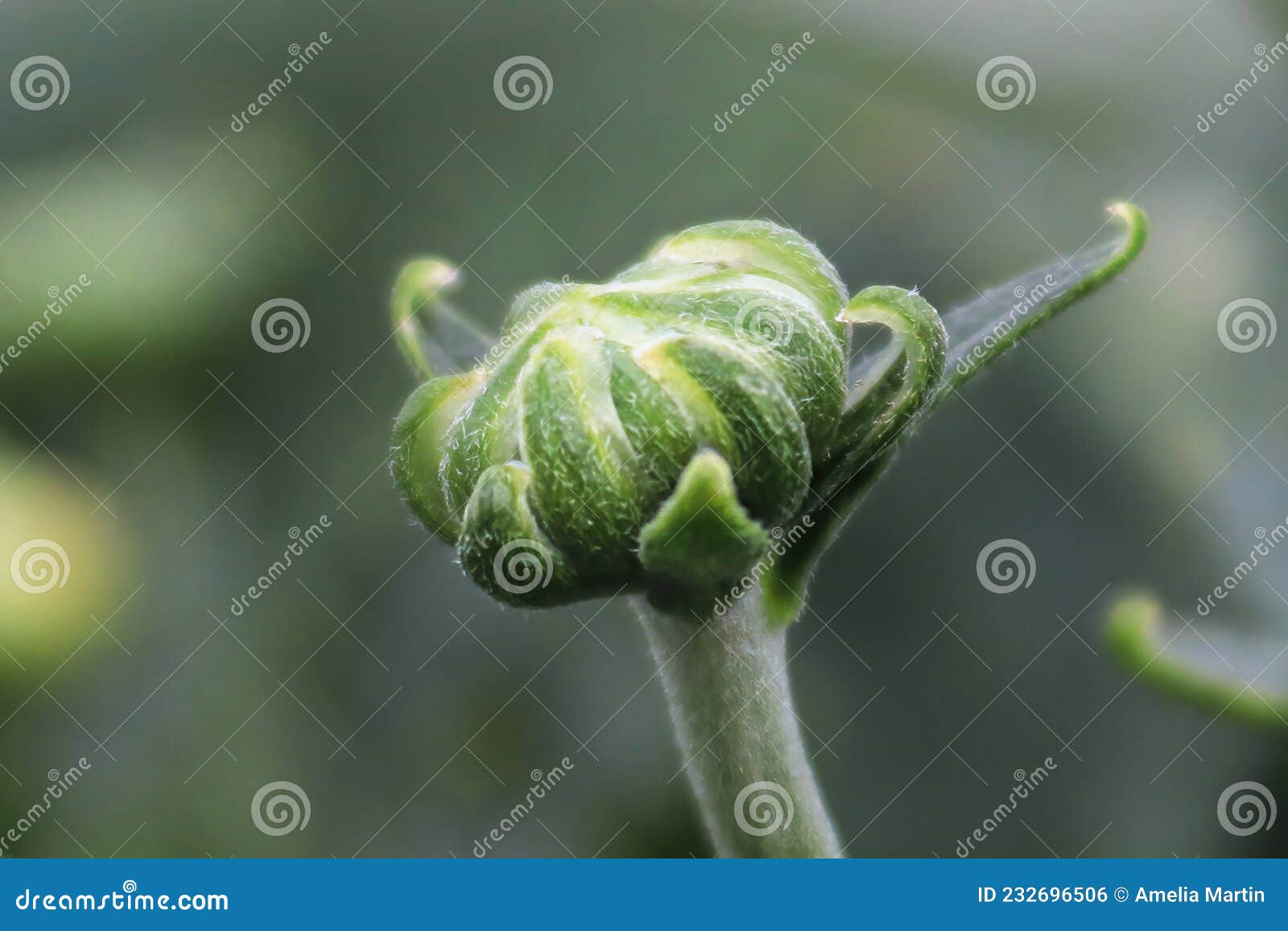 Macro of a Garden Mum Bud Against a Green Background Stock Photo ...