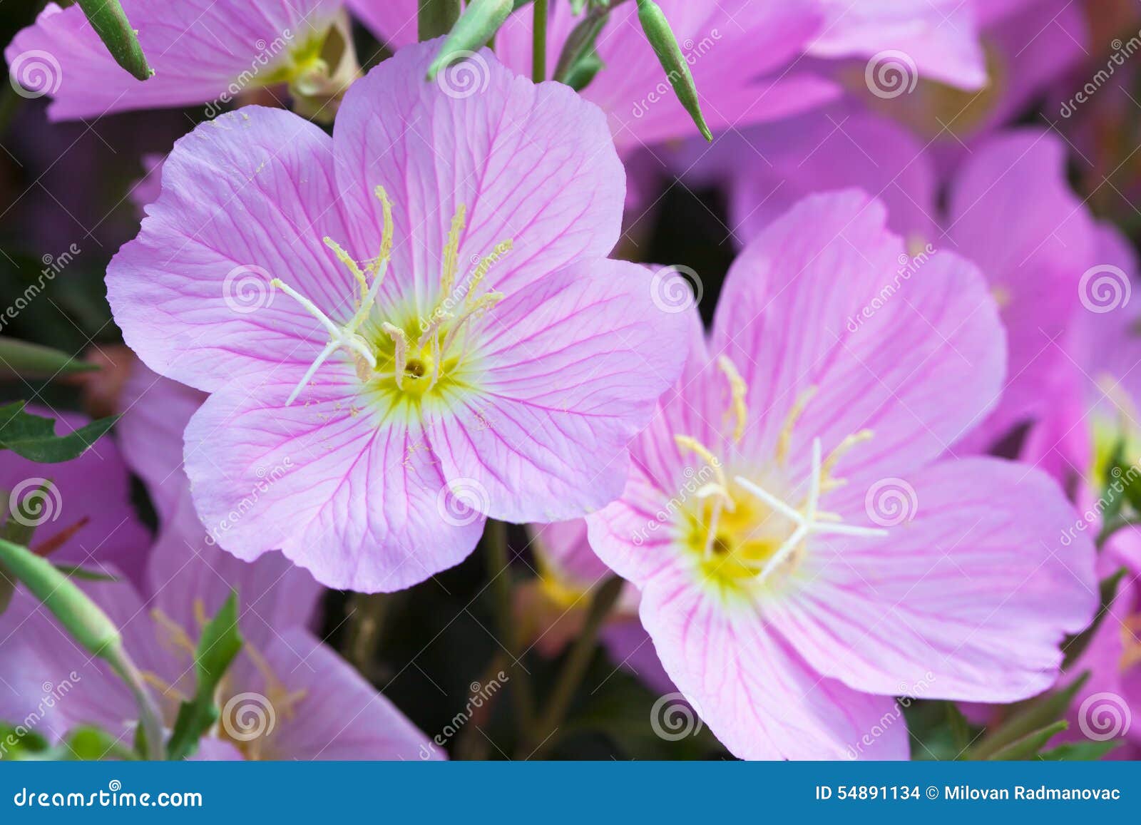 Macro of Gentle, Violet Bell Flower Stock Photo - Image of blooming ...