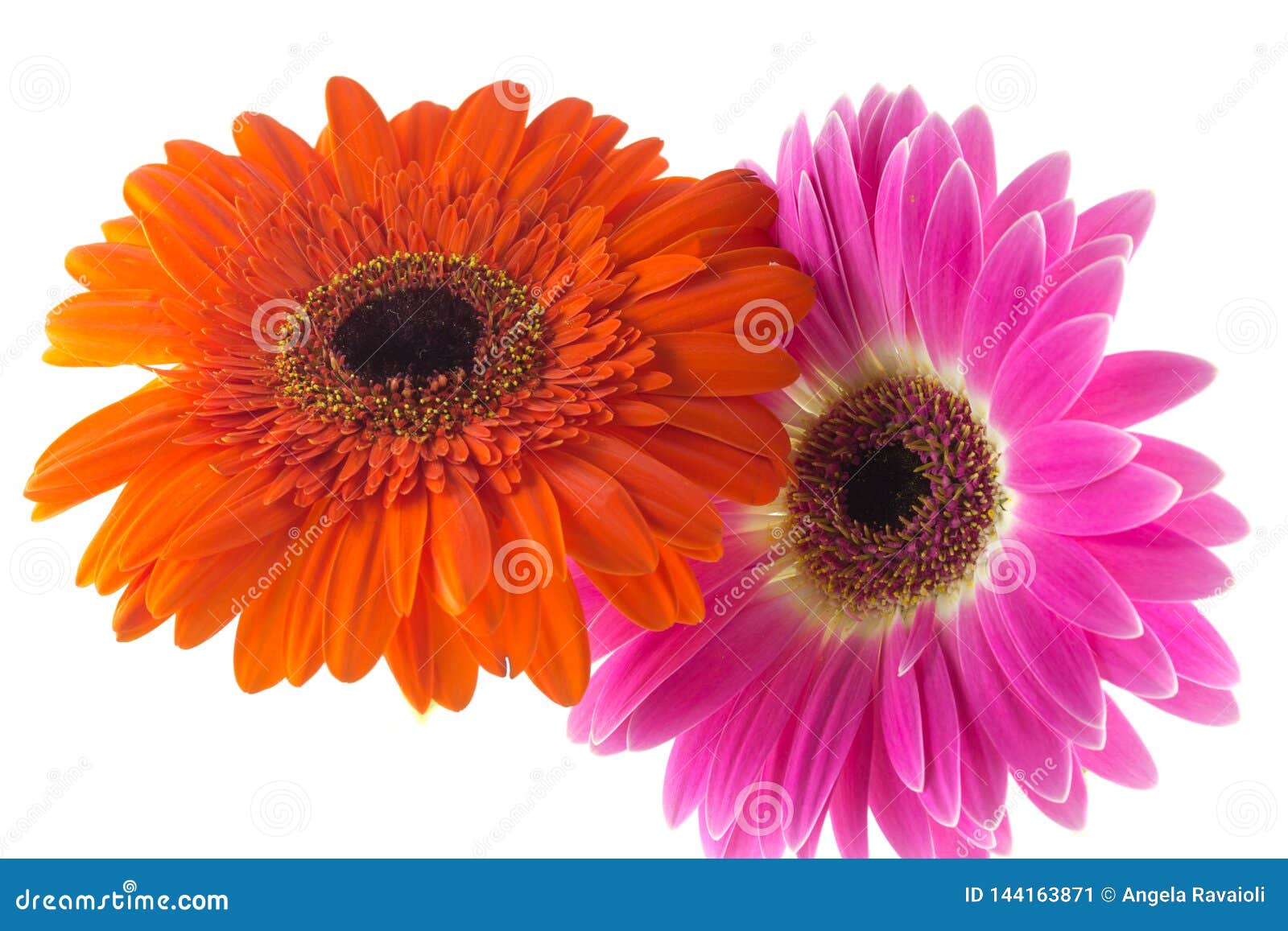 Macro of Gerbera in Vivid Colors Stock Image - Image of close, macro ...