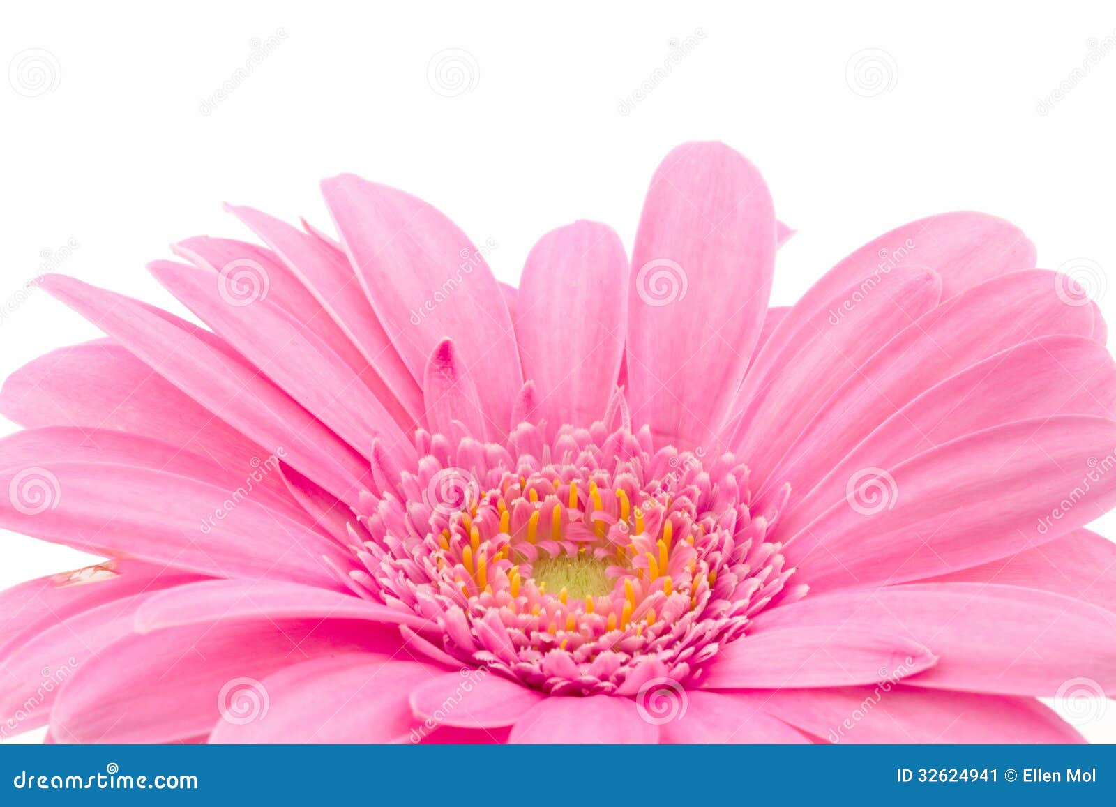 Macro of a gerbera stock image. Image of florist, isolated - 32624941