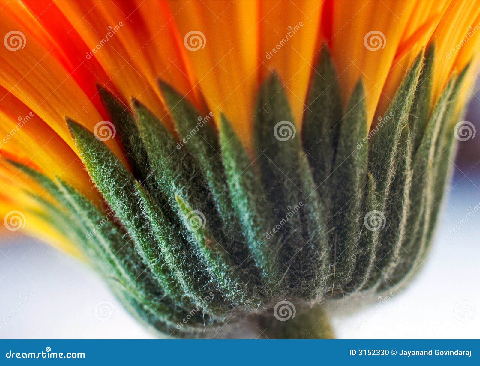 Macro of Gerbera underside stock photo. Image of orange - 3152330