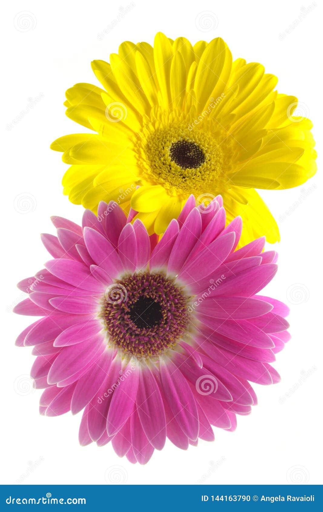 Macro of Gerbera in Vivid Colors Stock Photo - Image of decoration ...