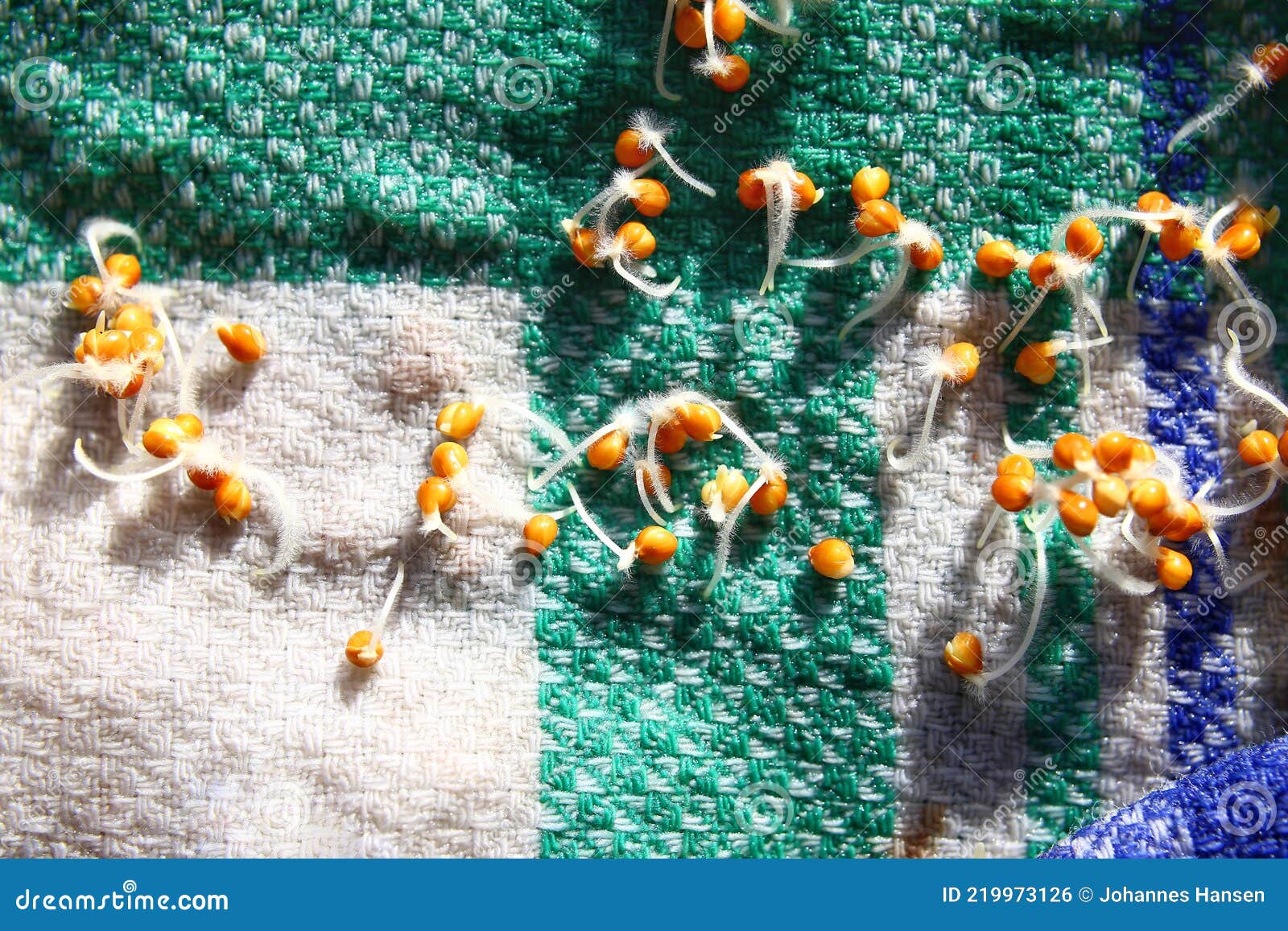 Macro of Germinating Millet Seeds on a Cloth Stock Photo - Image of ...