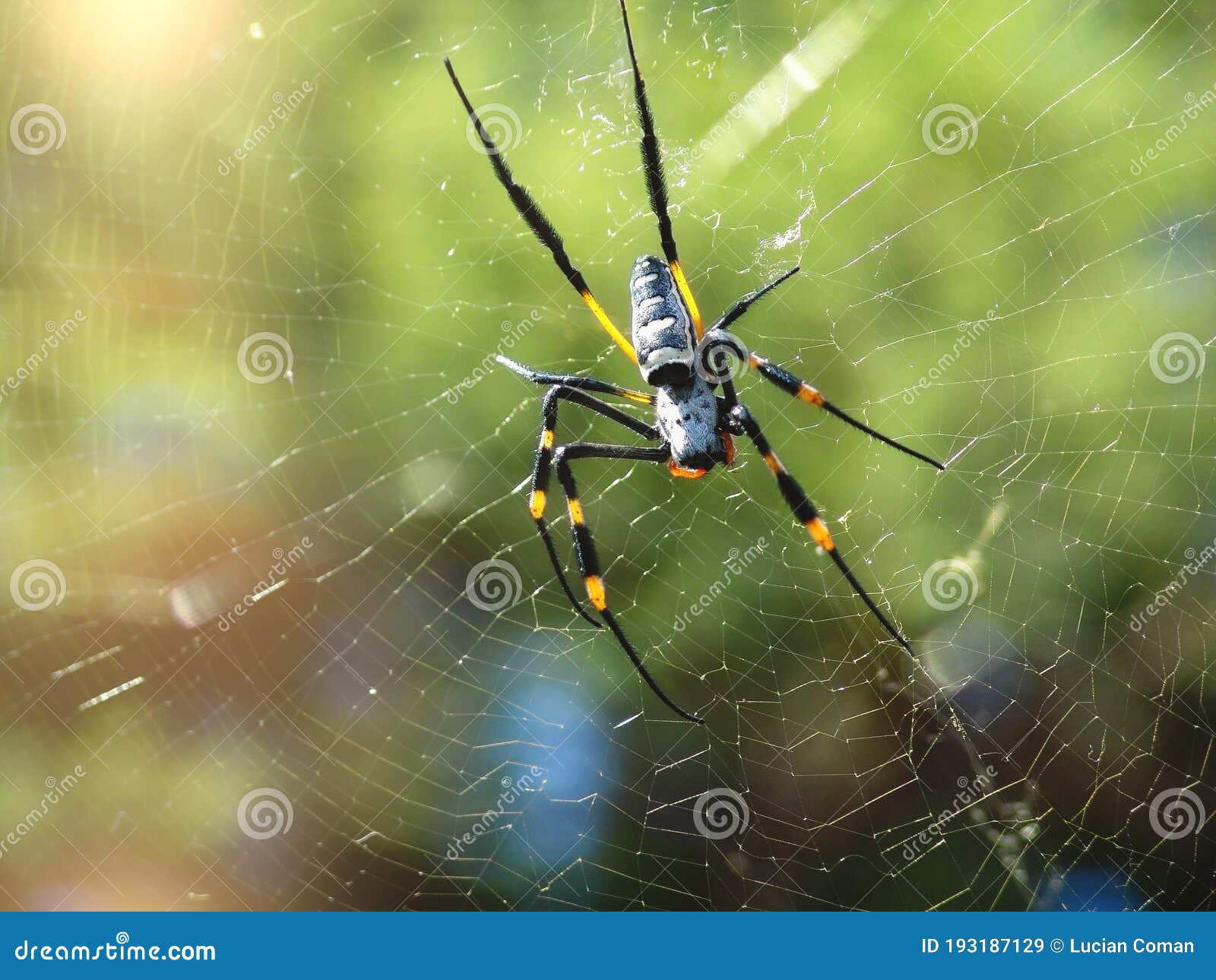 Colorful spider stock image. Image of african, hanging - 193187129