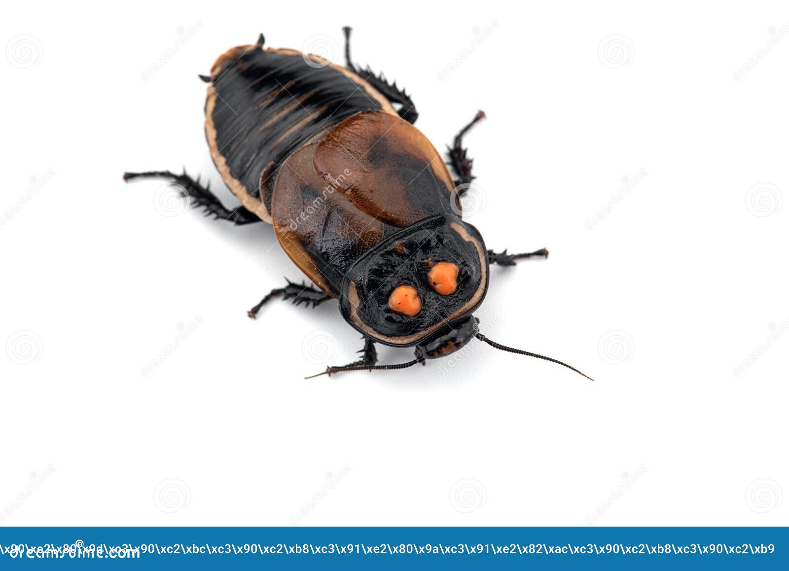 Macro Giant Cockroach Isolated on White Background Stock Photo - Image ...