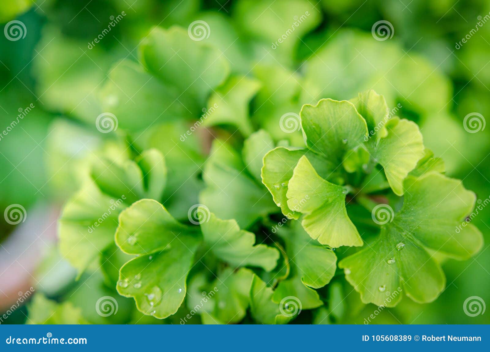 Gingko leaves with water stock image. Image of herbal - 105608389