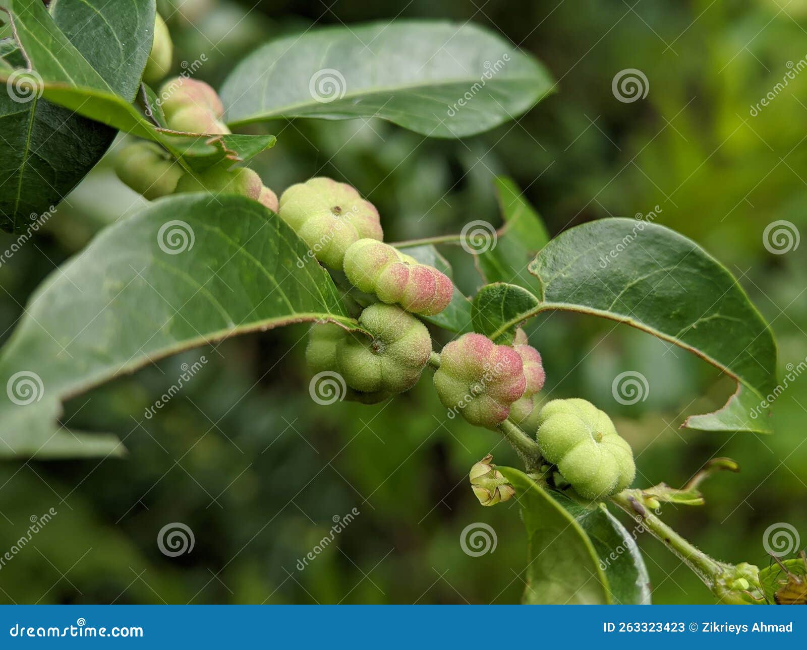 Macro of Glochidion Rubrum Blume Plant Stock Image - Image of deciduous ...