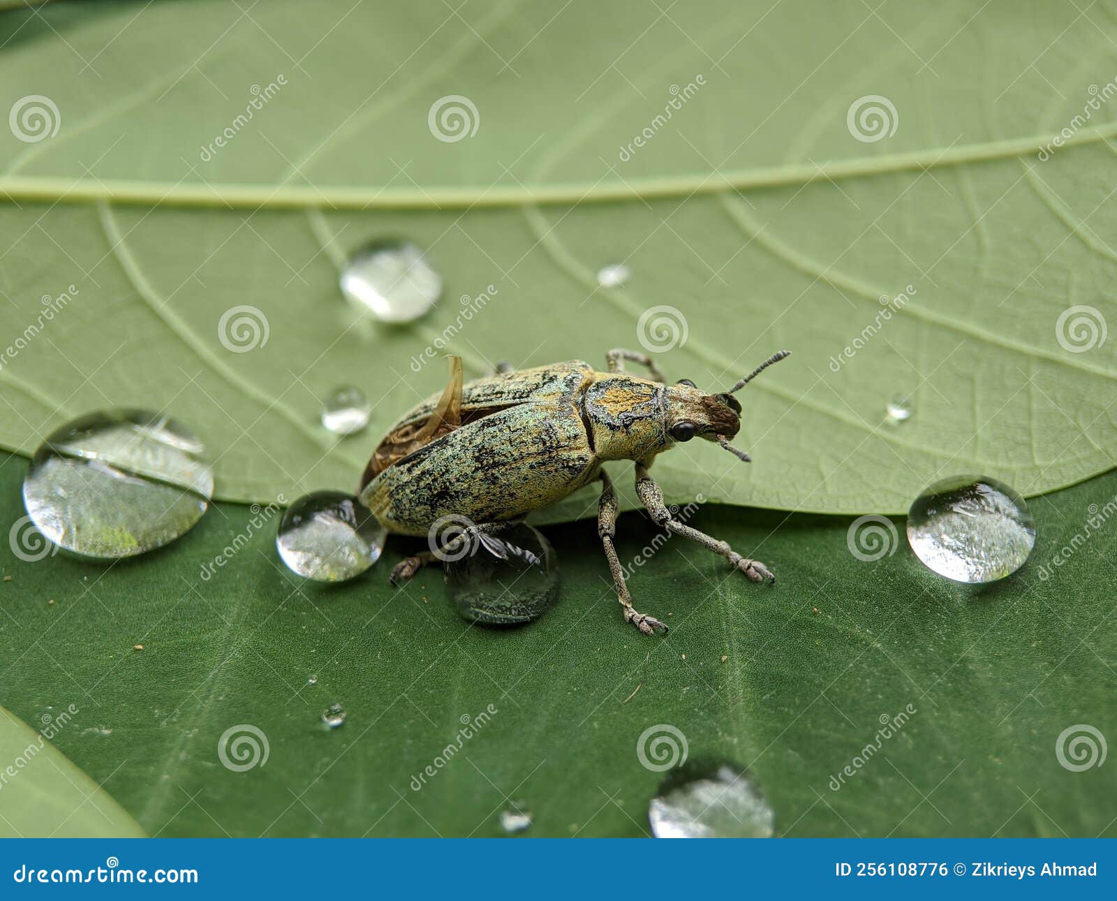 Macro of Gold Dust Weevil Insect on Green Leaves Stock Photo - Image of ...