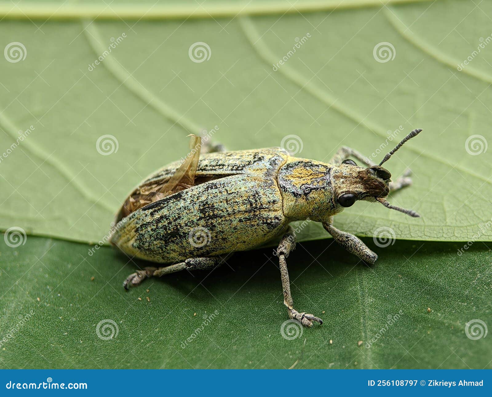 Macro of Gold Dust Weevil Insect on Green Leaves Stock Image - Image of ...