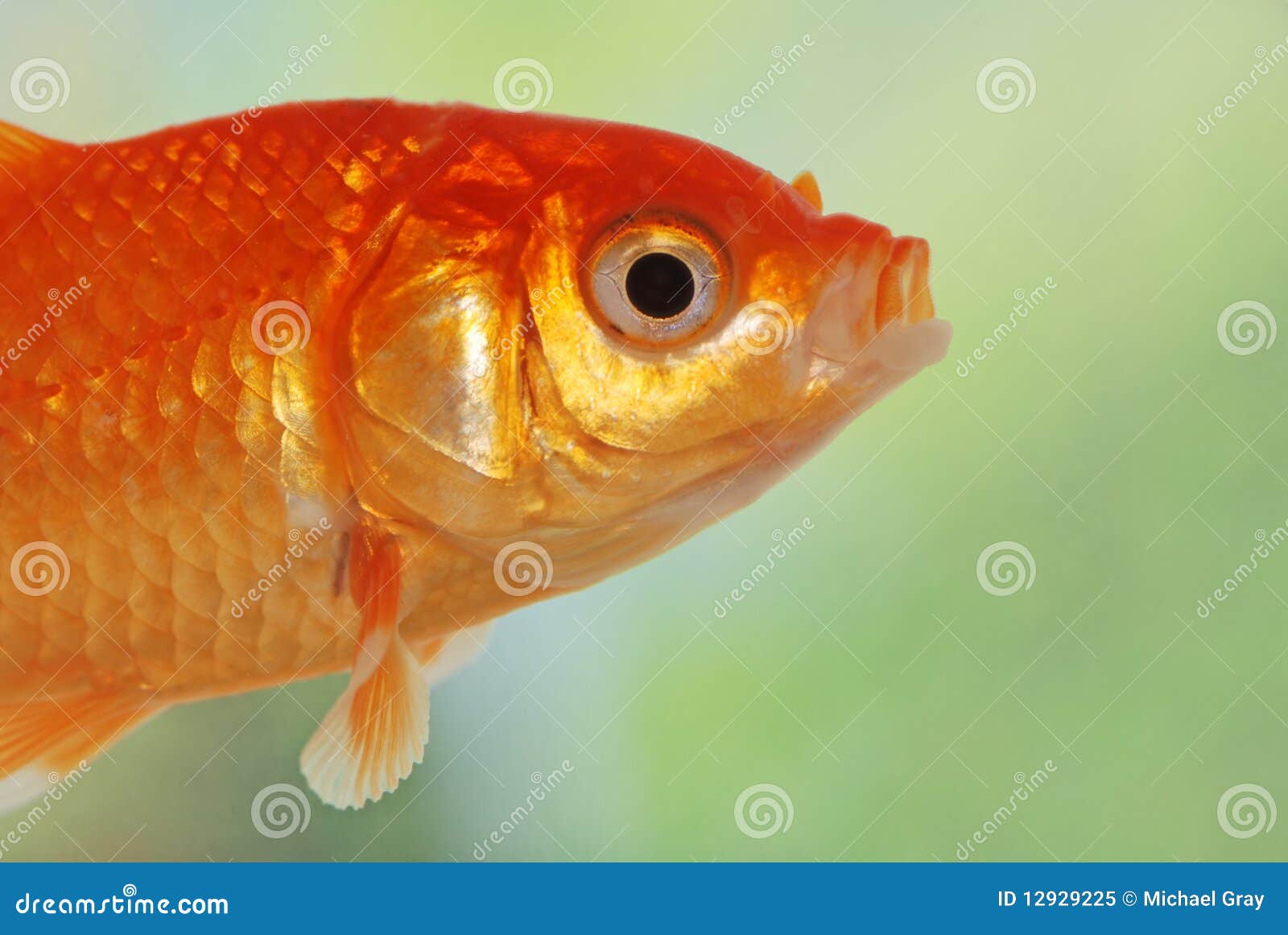 Macro of gold fish stock image. Image of animal, golden - 12929225