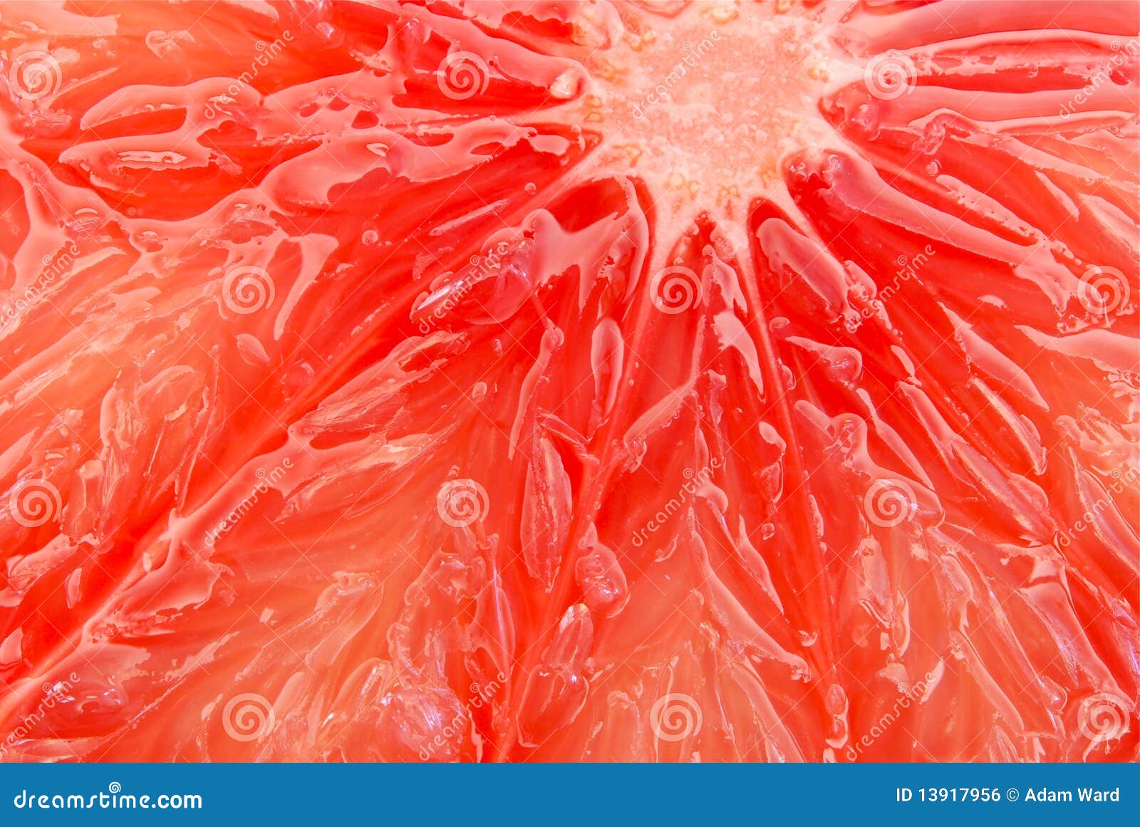 Macro grapefruit texture stock photo. Image of abstract - 13917956