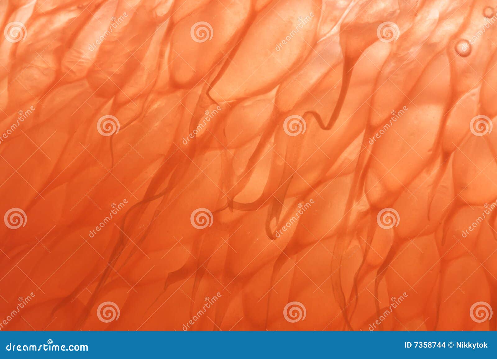 Macro of Grapefruit Texture Stock Photo - Image of nature, grapefruit ...
