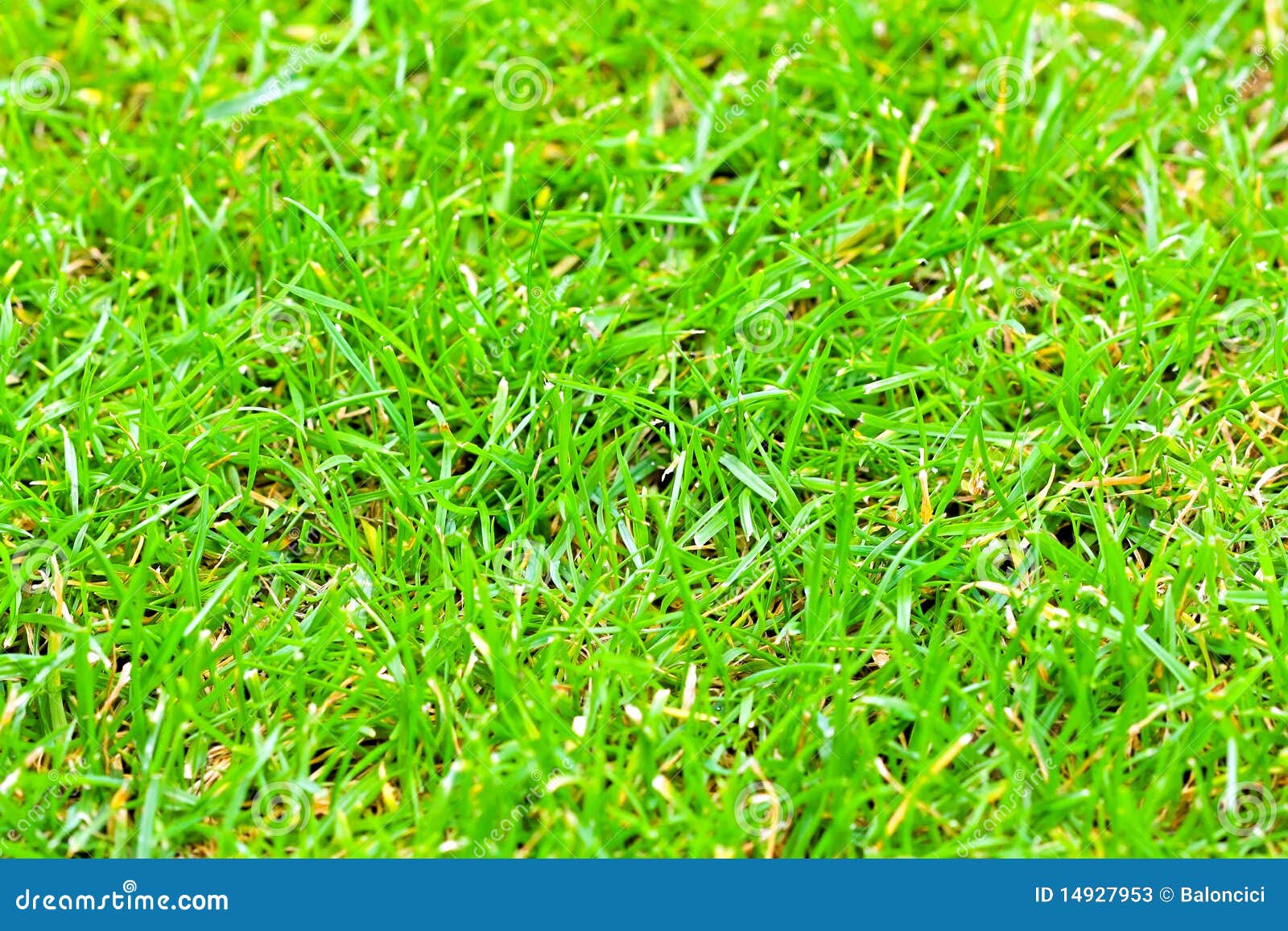 Macro grass stock image. Image of land, traditional, outdoor - 14927953