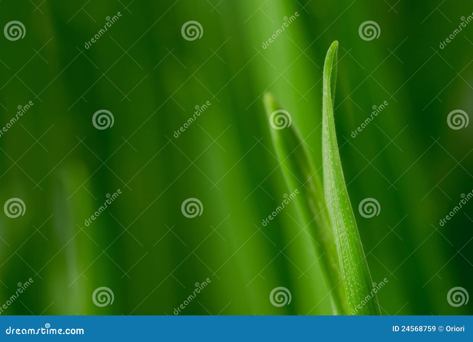 Macro grass stock image. Image of bright, outdoors, lawn - 24568759