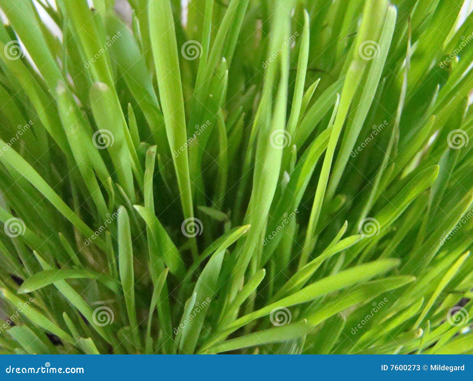 Macro grass stock image. Image of sprouts, green, grass - 7600273