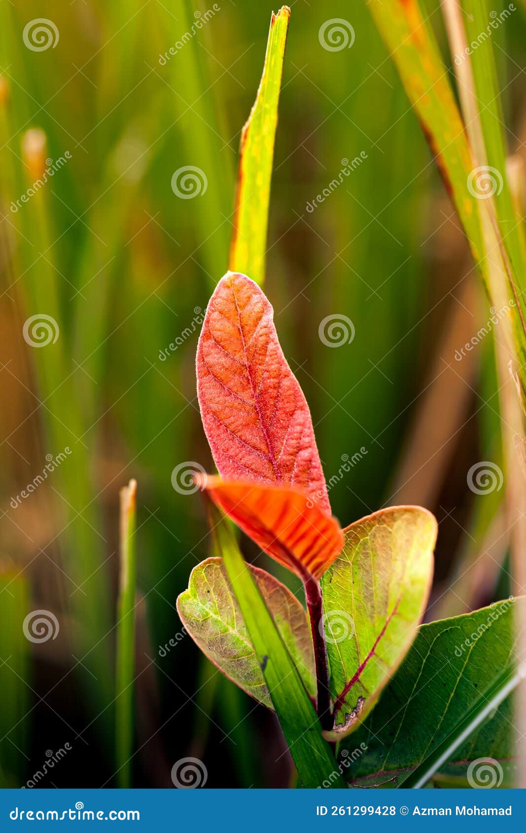 Macro Grass with Back Ground Isolated by Green Grass. Stock Photo ...