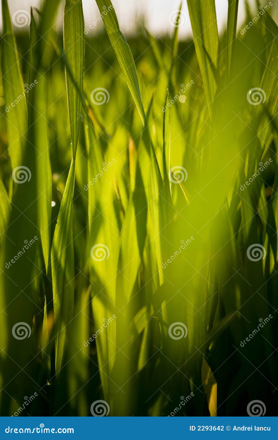Macro grass blades in sun stock photo. Image of summer - 2293642