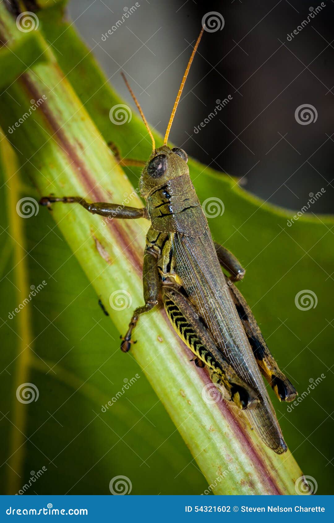 Macro of grass hopper stock photo. Image of insect, head - 54321602