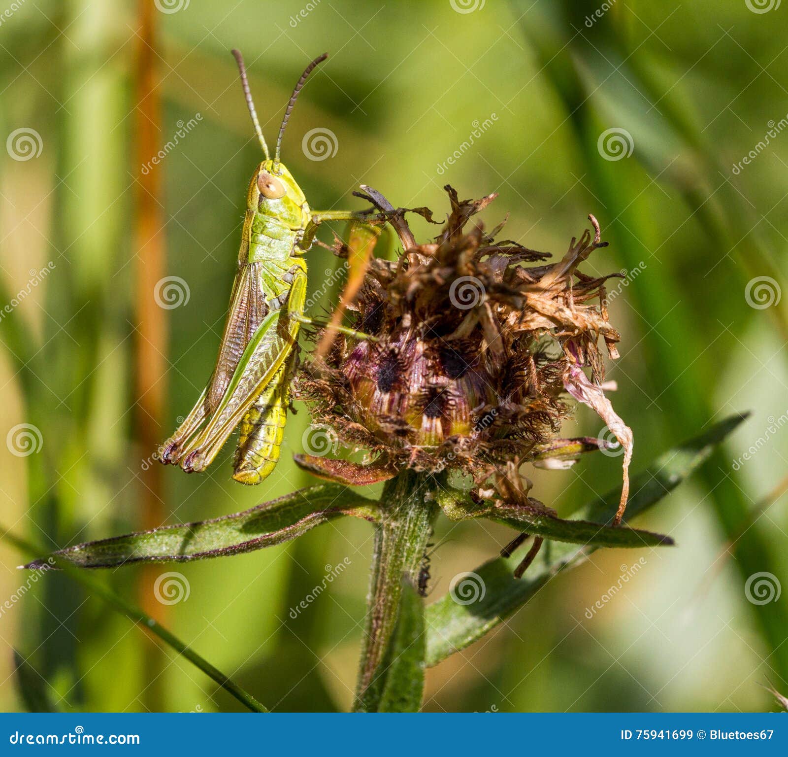 Macro of a grass hopper stock image. Image of fauna, grasshopper - 75941699