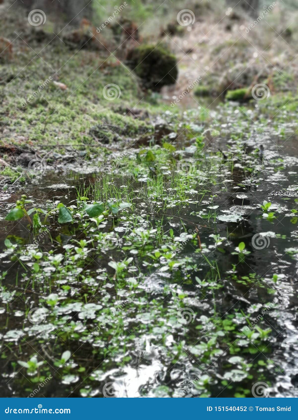 Macro Grass in puddle stock photo. Image of puddle, forrest - 151540452
