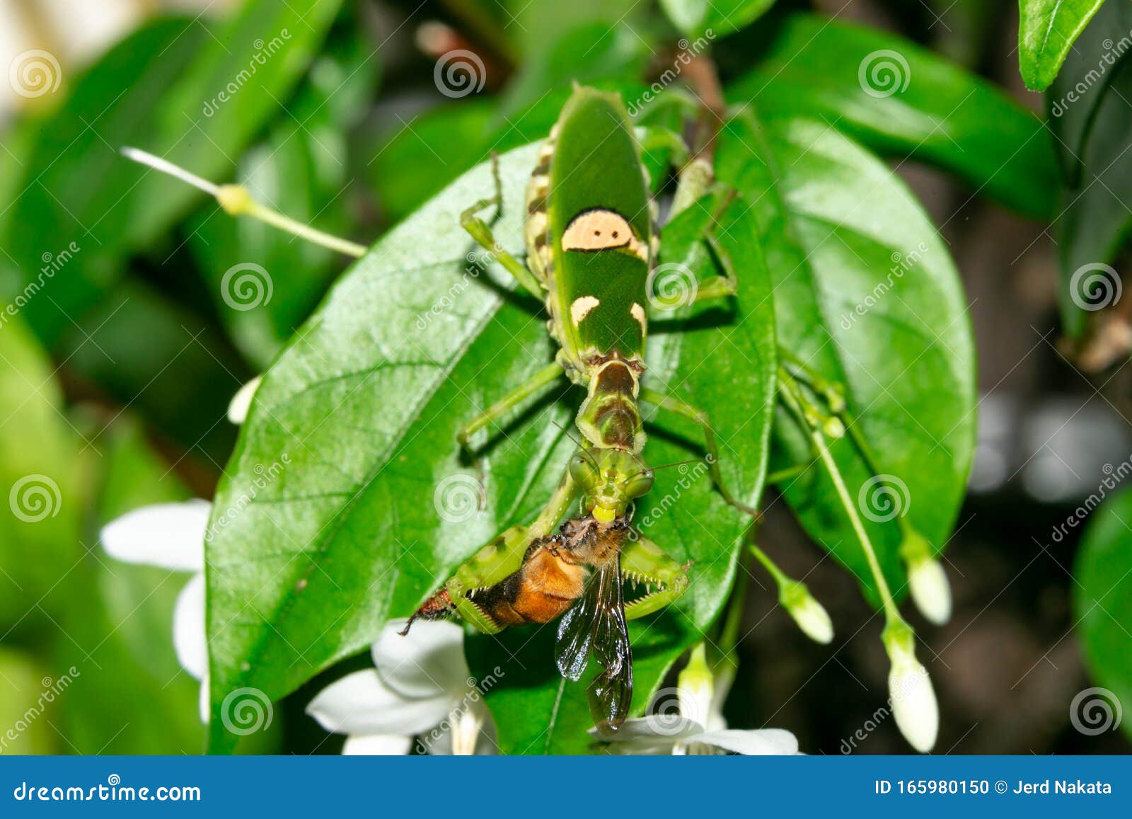Macro Grasshopper Eating Bee on the Leaves Stock Photo - Image of brown ...