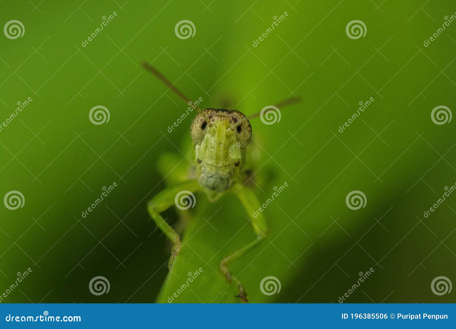 Macro Grasshopper Eyes on Leaf Stock Photo - Image of camouflage ...