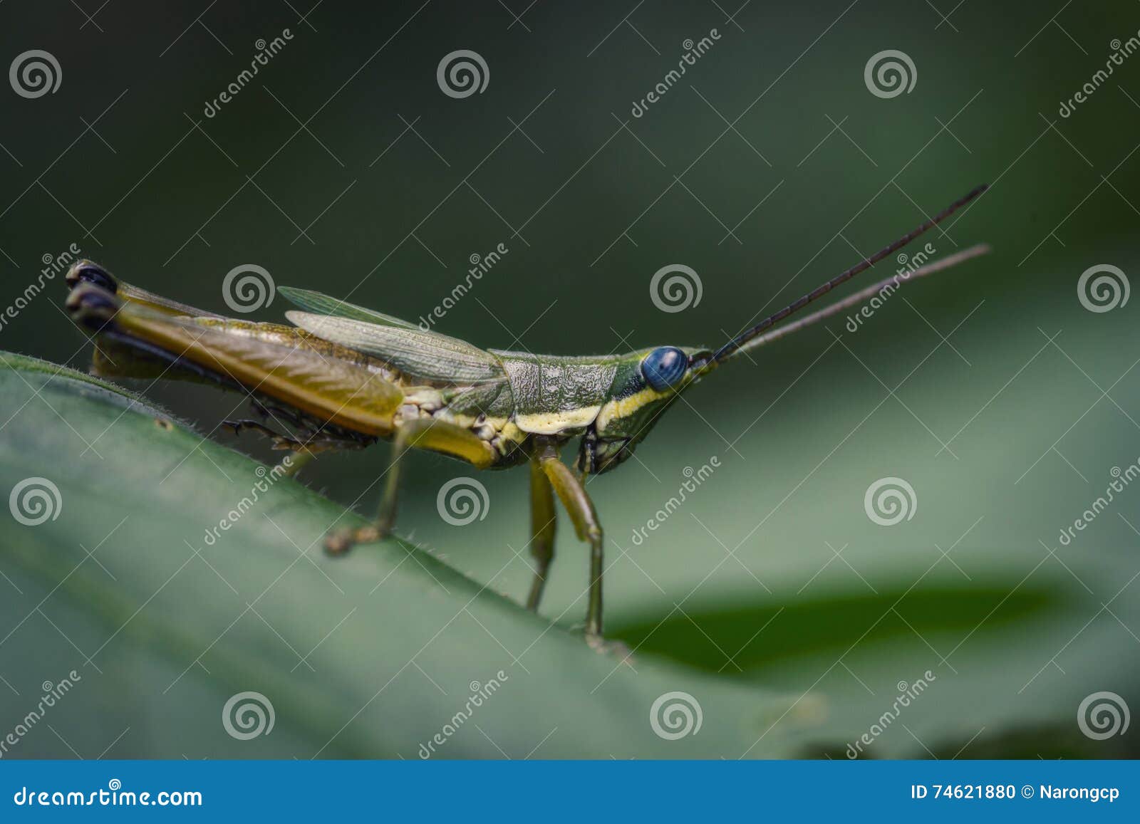 Grasshopper Inside The House. Comparison Between Small Insect And Metal ...