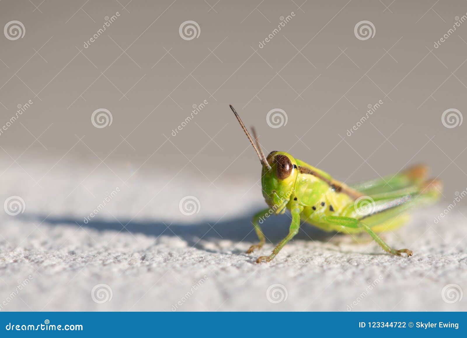 Macro of a Grasshopper Looking at Camera Stock Photo - Image of card ...