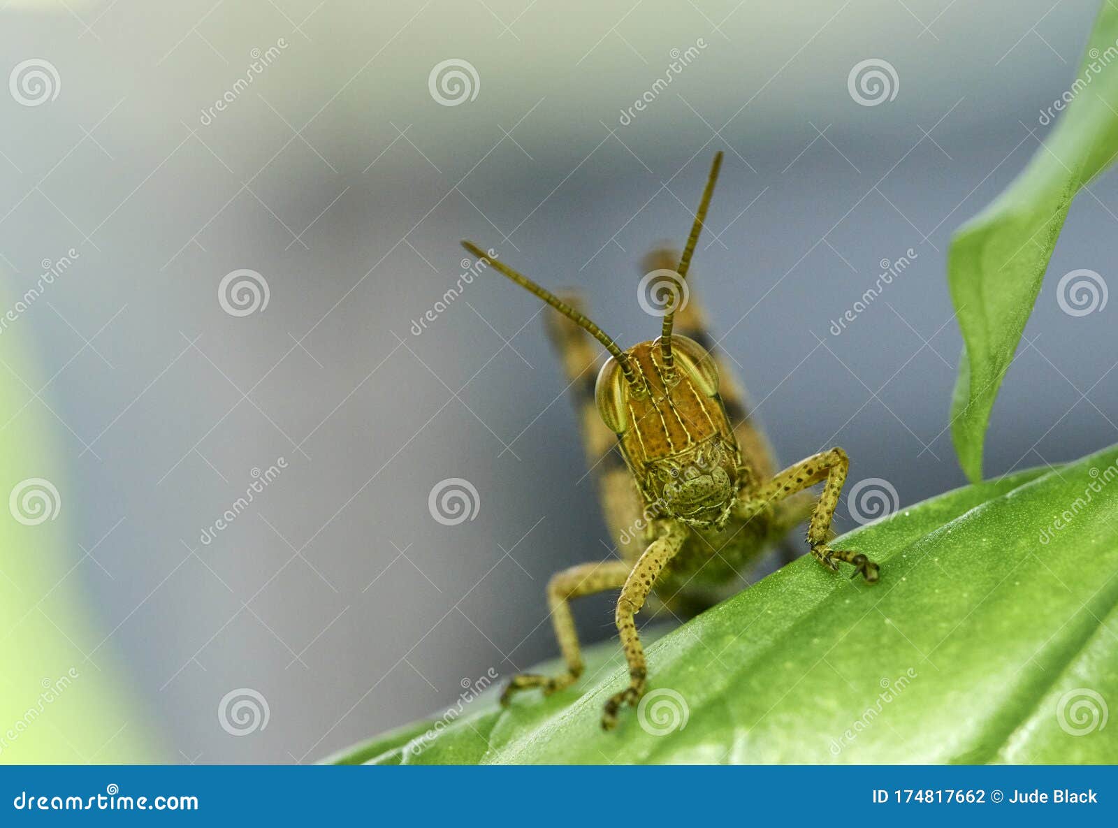 Macro Grasshopper Portrait Selective Focus Stock Photo - Image of close ...