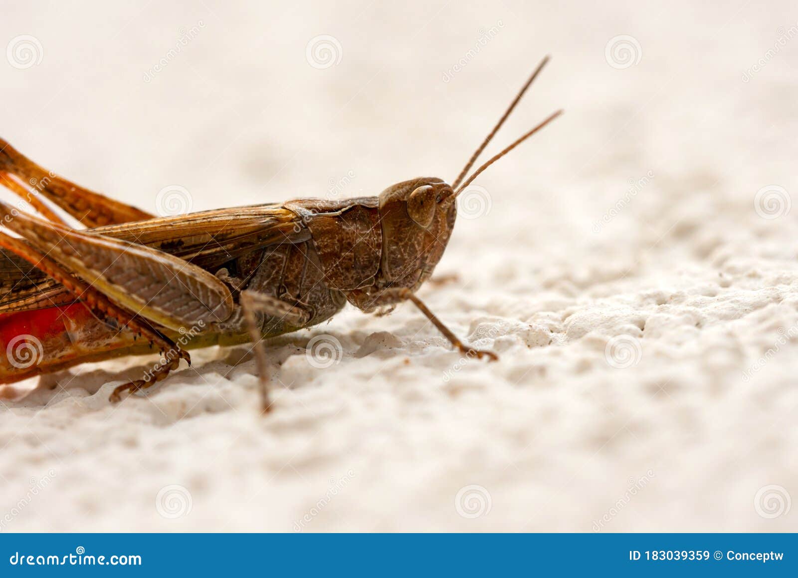 Macro of Grasshopper Standing on a White Stone Stock Image - Image of ...