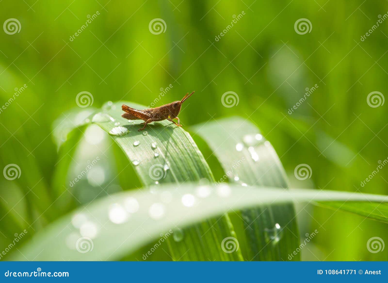Grasshopper on Grass and Rain Drops Stock Image - Image of invertebrate ...