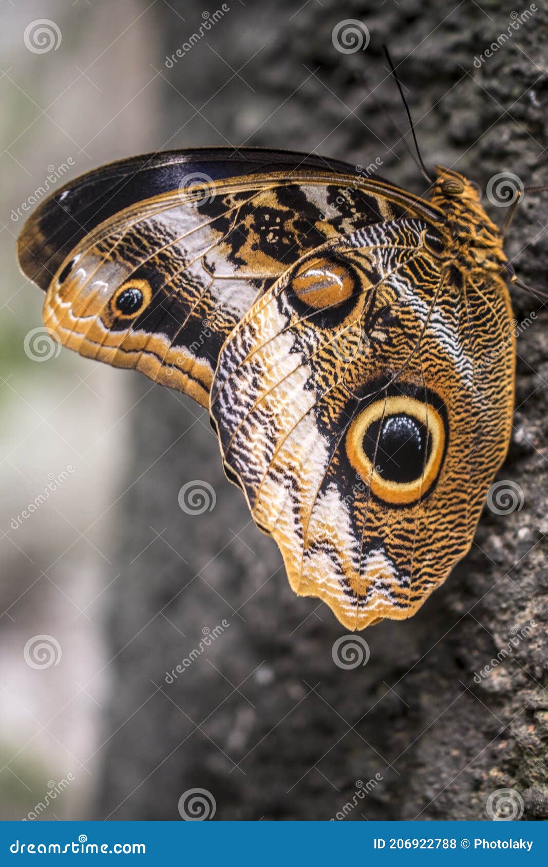 Macro of Grayling Butterfly Stock Photo - Image of invertebrate, green ...