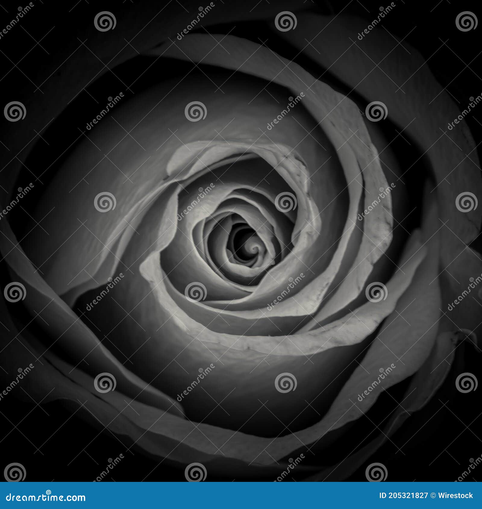 Macro Grayscale Shot of a Beautiful Rose Stock Image - Image of ...