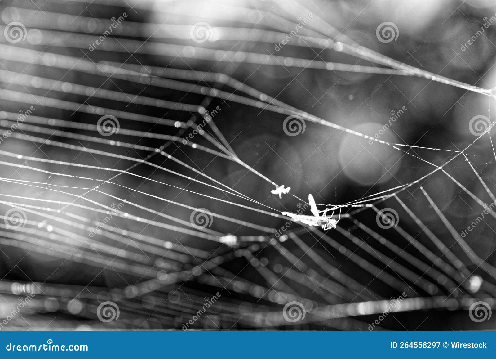 Macro Grayscale of a Spider Web Stock Illustration - Illustration of ...