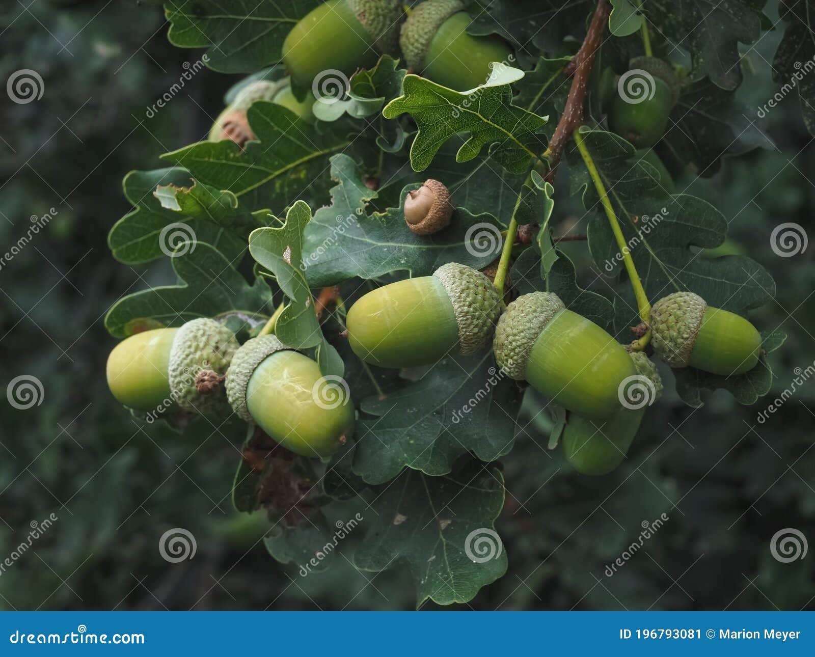 Acorns Hanging on an Acorn Tree in Fall Stock Image - Image of autumn ...