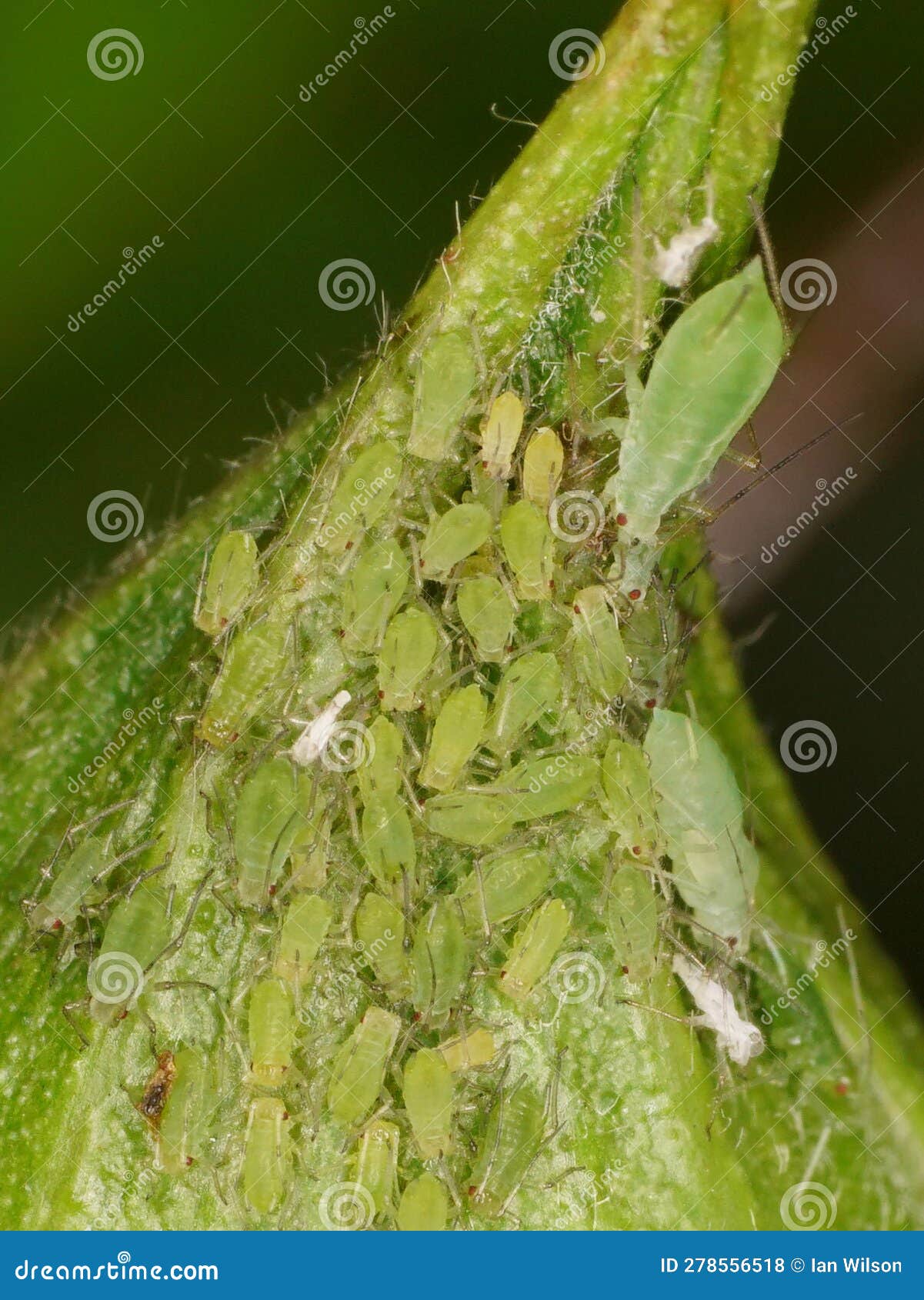 Macro of Green Aphids on a Rose Bud Stock Photo - Image of shades ...